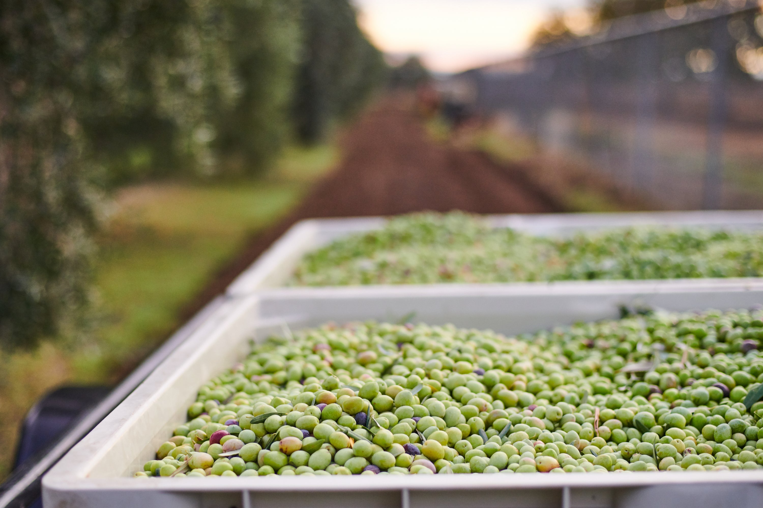 monsieur marcel gourmet market