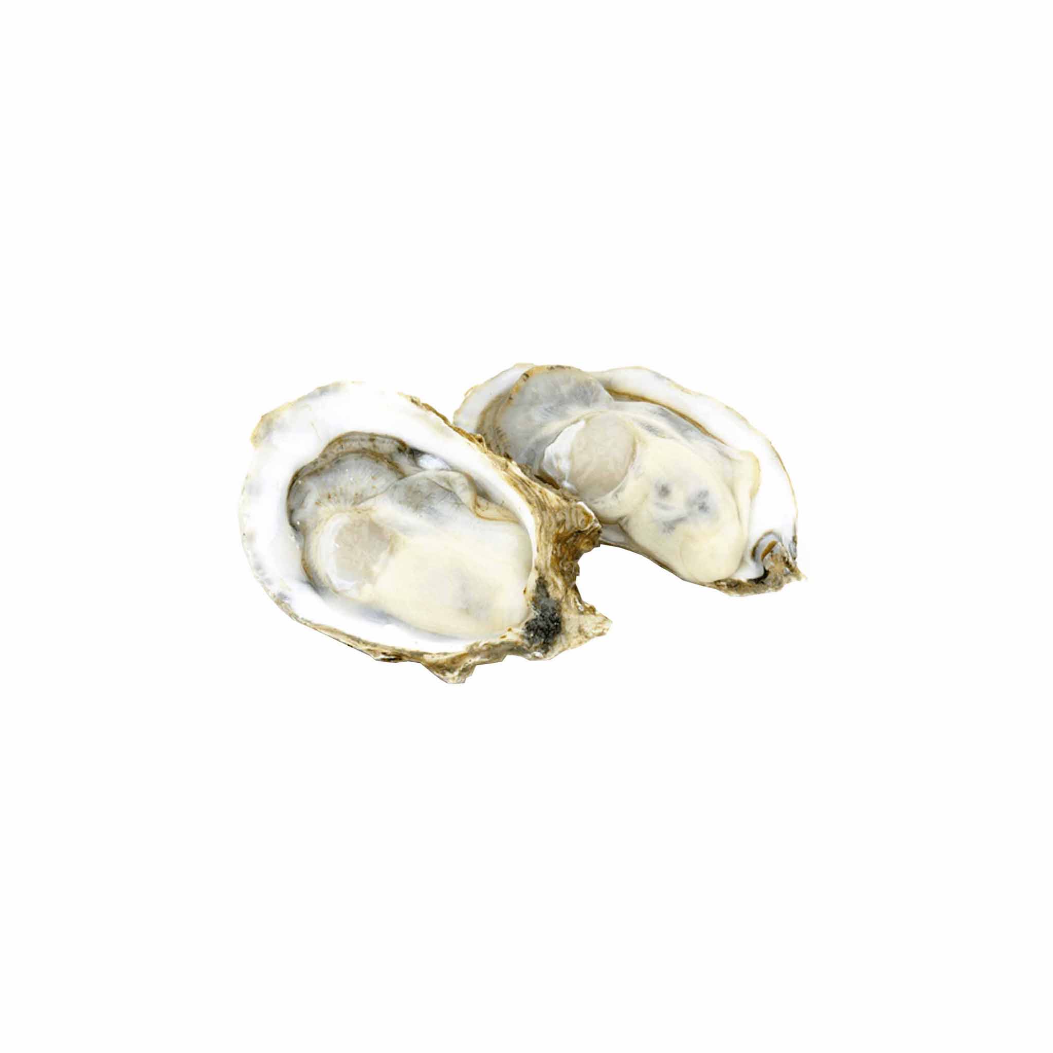 Oyster Eastern Oyster - Eastern | Monsieur Marcel – monsieur marcel ...