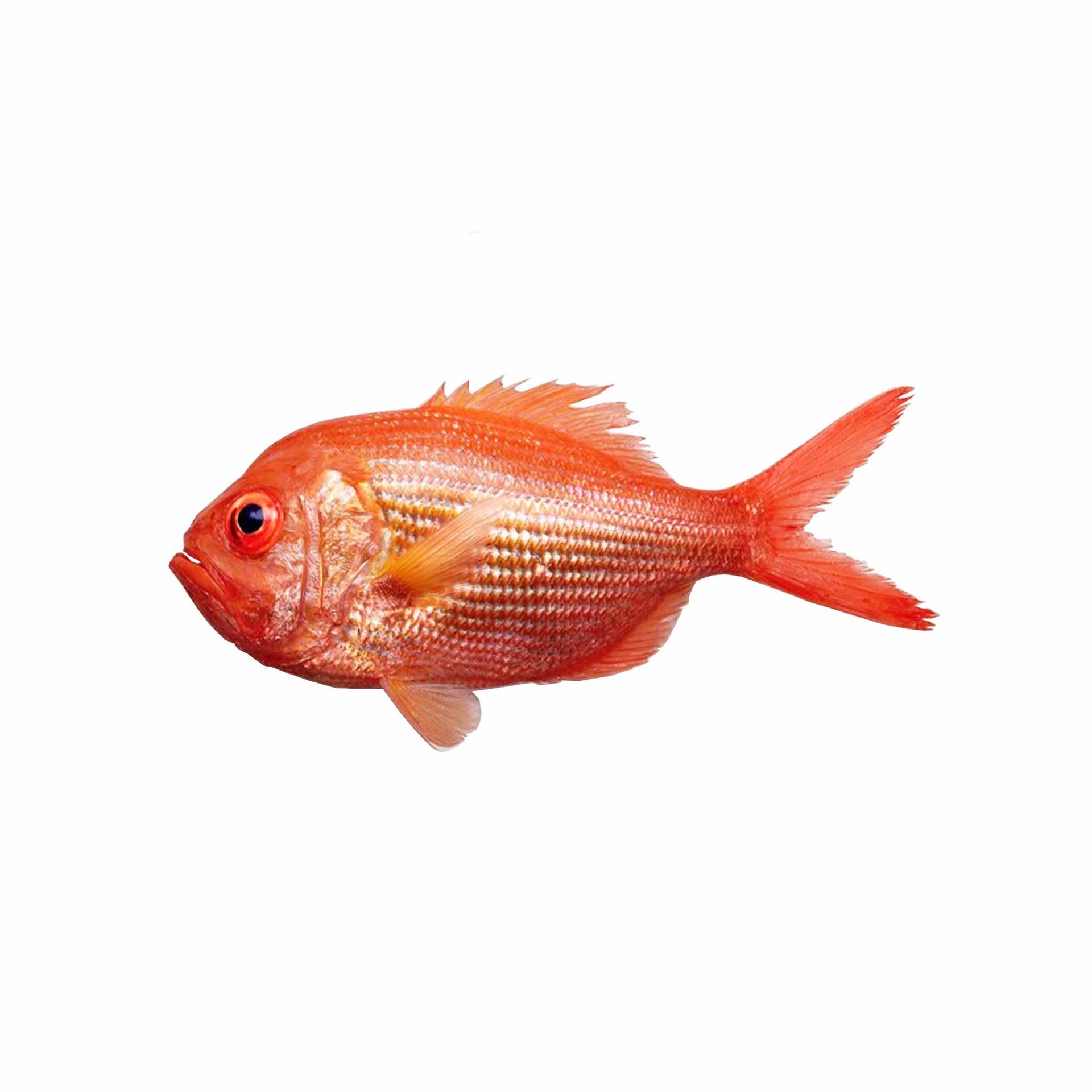 Snapper Too Many Undersized Snapper Caught MPI | RNZ News