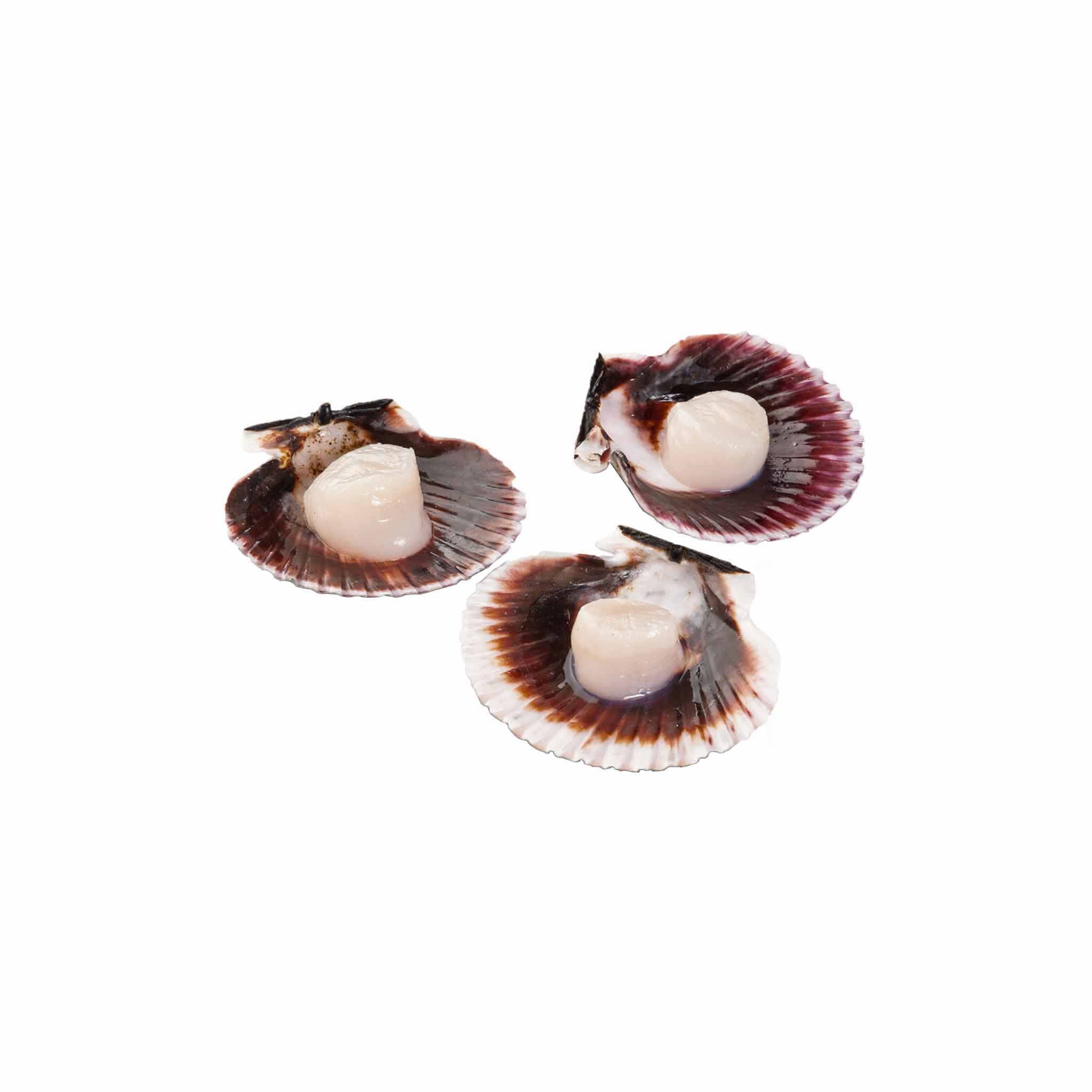 Scallops, Half Shell – monsieur marcel gourmet market