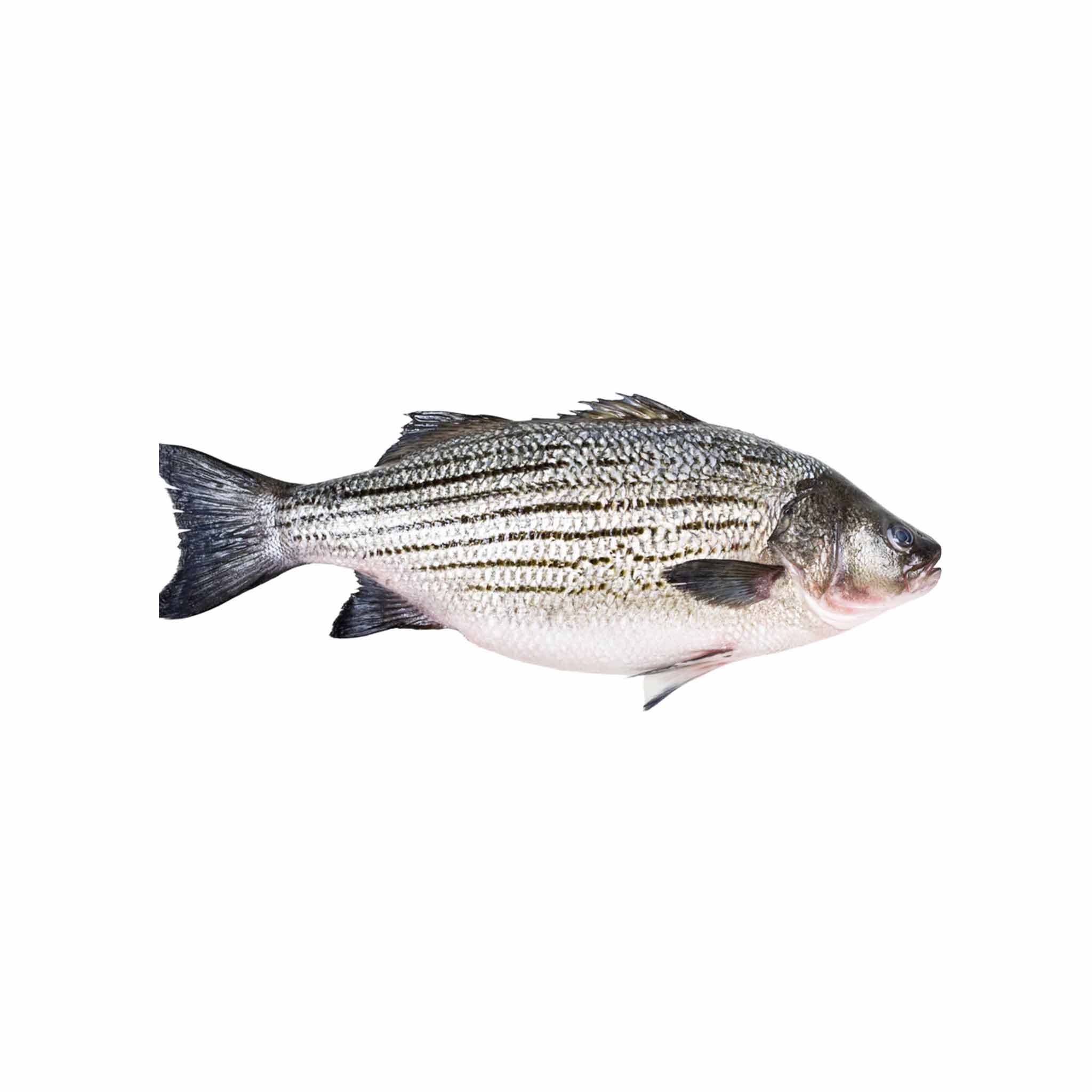 Premium Striped Bass (Whole) | Monsieur Marcel – monsieur marcel ...